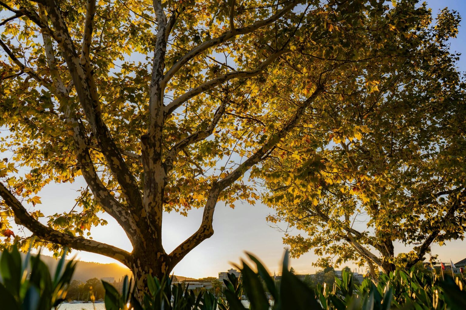 Sycamore Tree Spiritual Meaning: Biblical & Sacred Wisdom