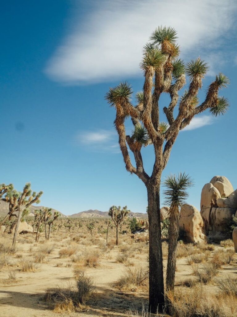 Joshua Tree Spiritual Meaning: Sacred Wisdom & Desert Energy